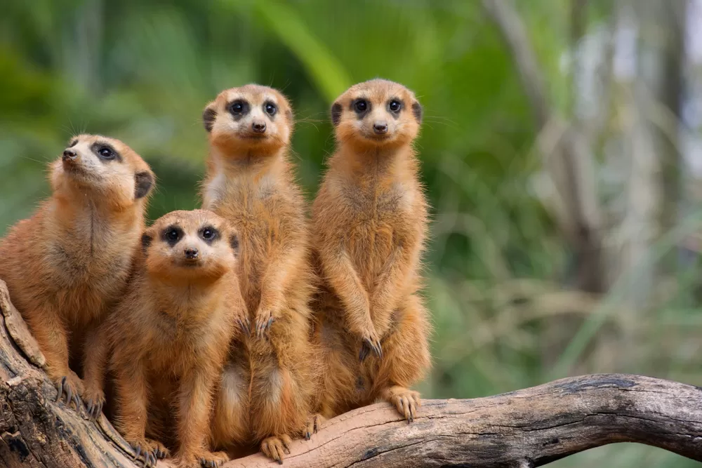 Eğlenceli Hayvan Resimleri - Eğlenmeye Hazır Olun!